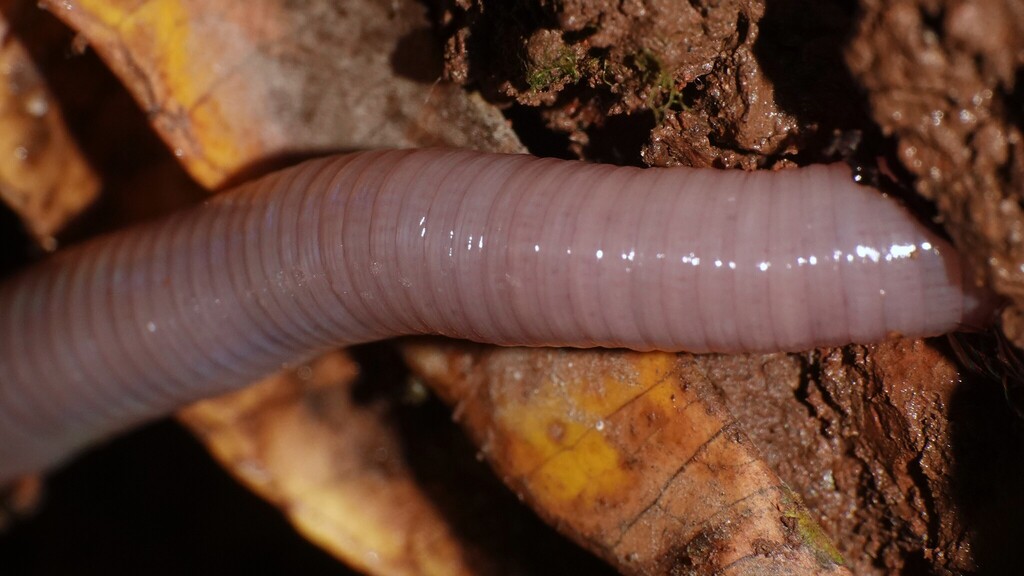 Giant Earthworms from Mumbai Zoo, Byculla, Mumbai, Maharashtra 400027 ...