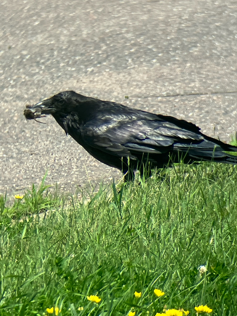 Common Raven from Trinity Rd, Duluth, MN, US on July 01, 2025 at 01:00 ...