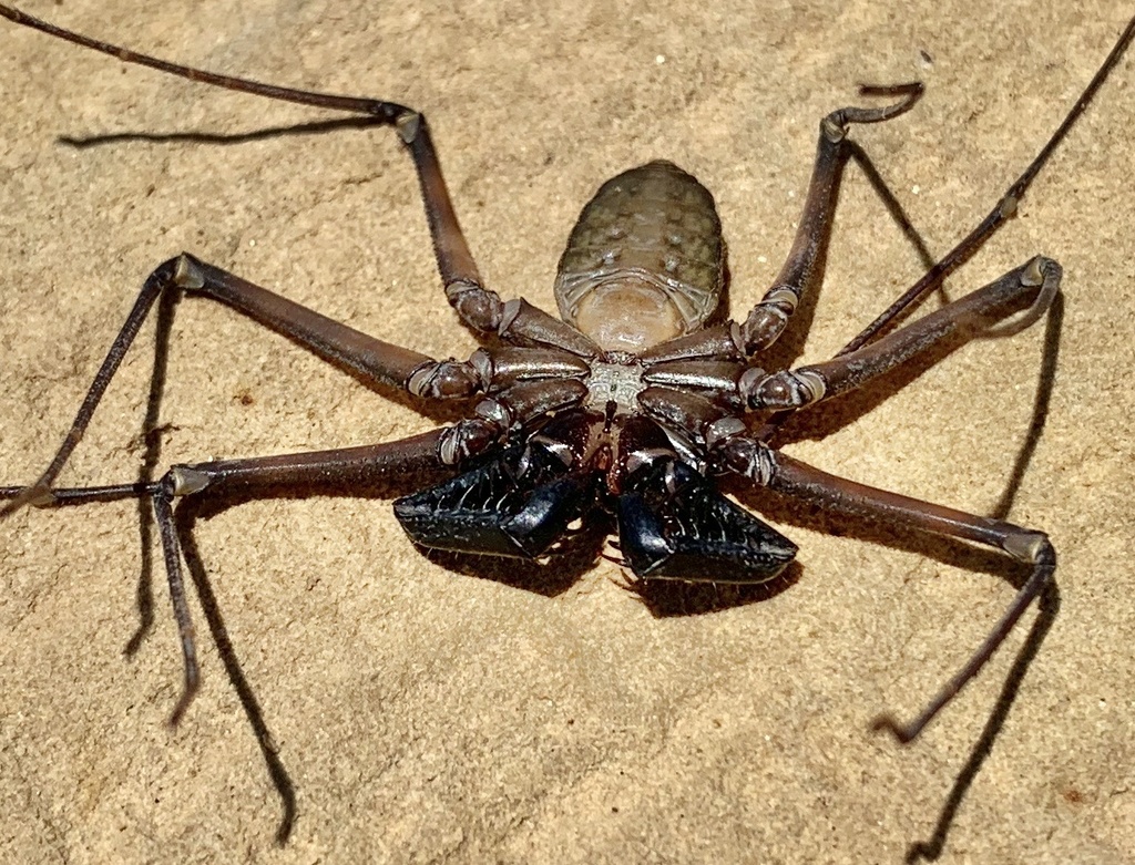 Phrynus pulchripes from Barichara, Santander, CO on October 1, 2019 at ...