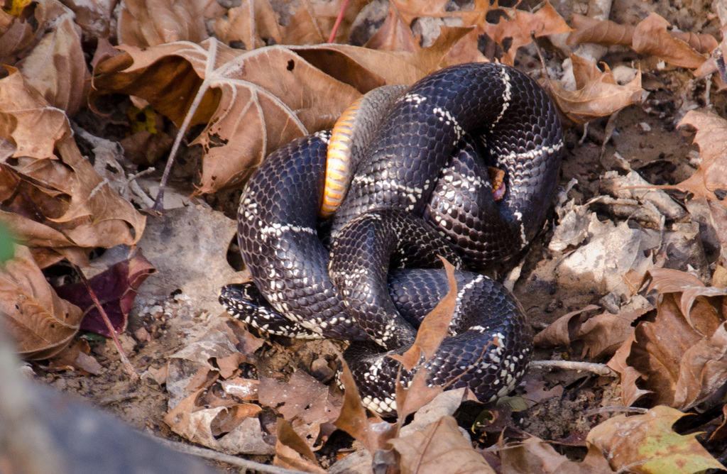 Eastern Kingsnake in October 2013 by Suzanne Cadwell. Constricting what ...