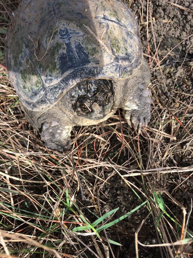 Common Snapping Turtle from FM-563, Liberty, TX, US on October 01, 2019 ...