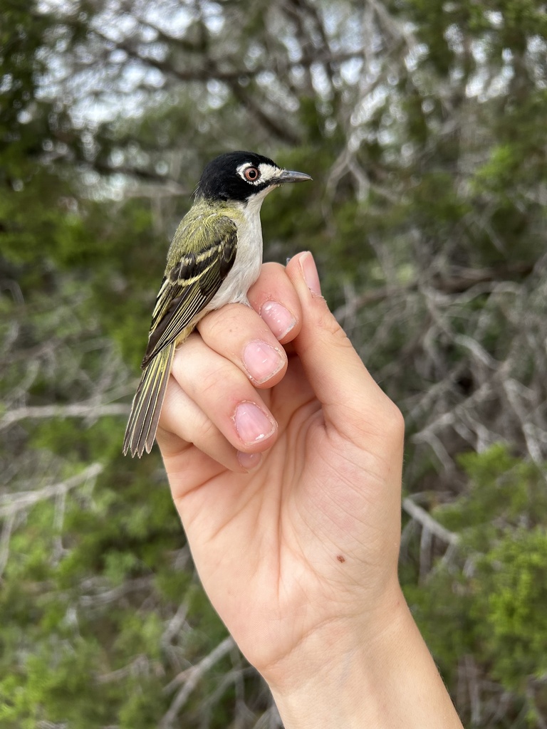 Black-capped Vireo in July 2025 by ams75. Banded as an ASY in 2023 ...