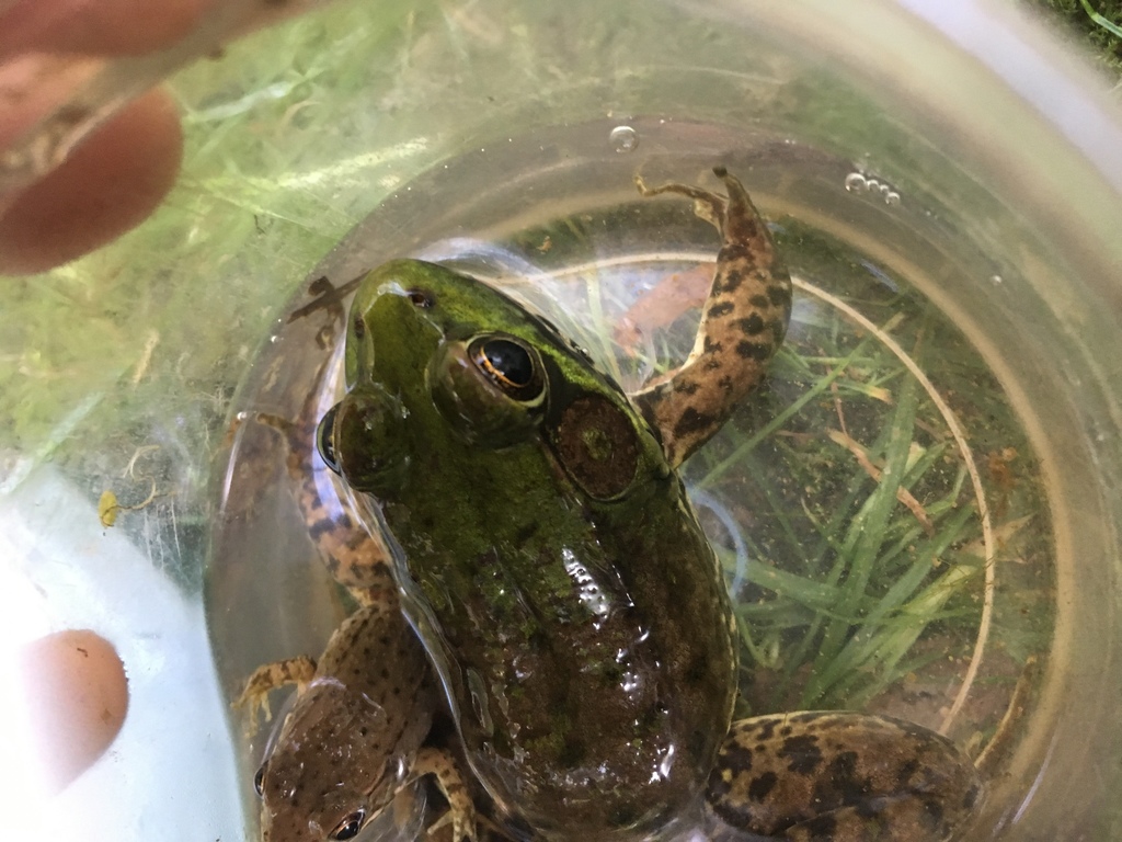 Green Frog in October 2019 by michaela_maple · iNaturalist