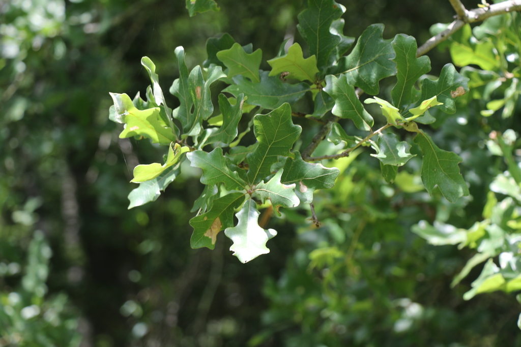 Bastard oak in July 2025 by David A. Harrison · iNaturalist