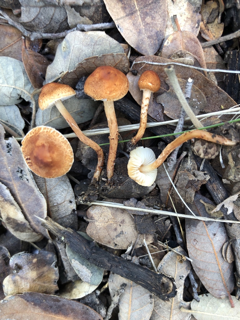 Chestnut Dapperling from Coronado National Forest, Pearce, AZ, US on ...