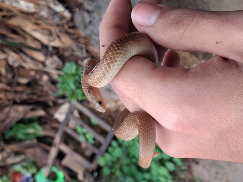 Earth Snakes (Conopsis) - Snakes and Lizards