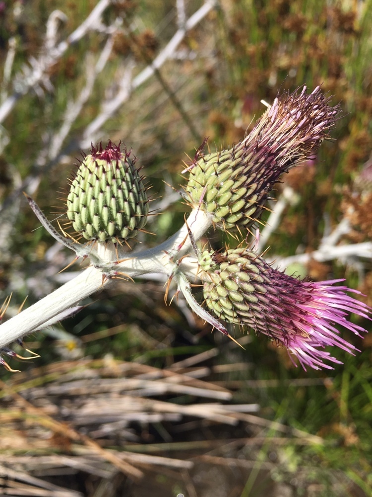 California swamp thistle from Mount Diablo State Park, Walnut Creek, CA ...