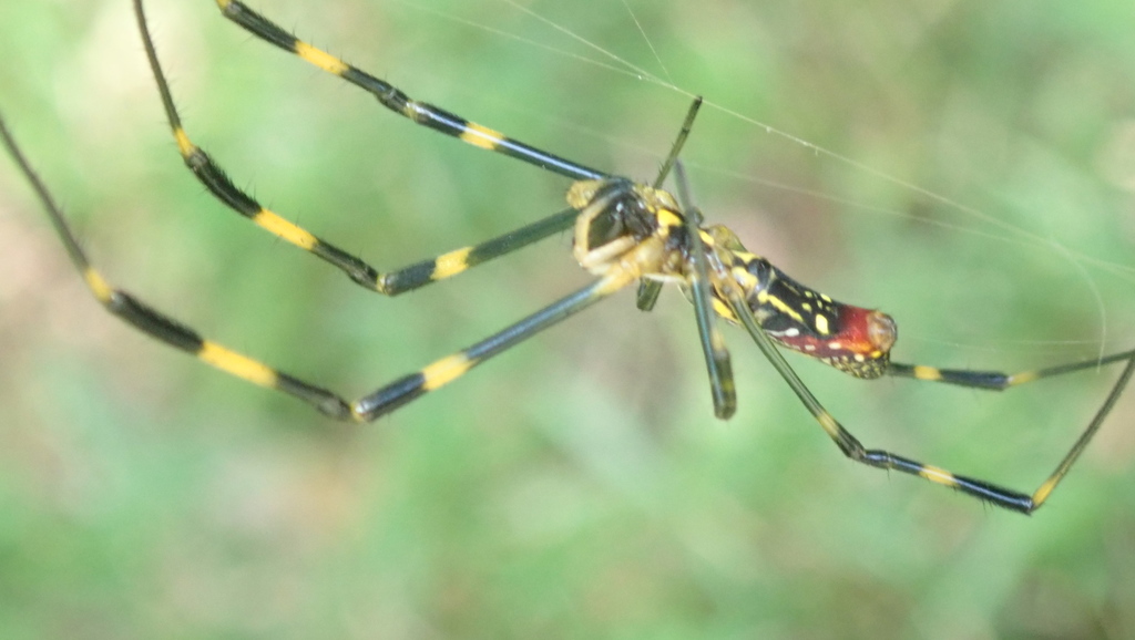 Joro Spider from Chiyoda, Tokyo, Japan on October 1, 2019 at 02:48 AM ...