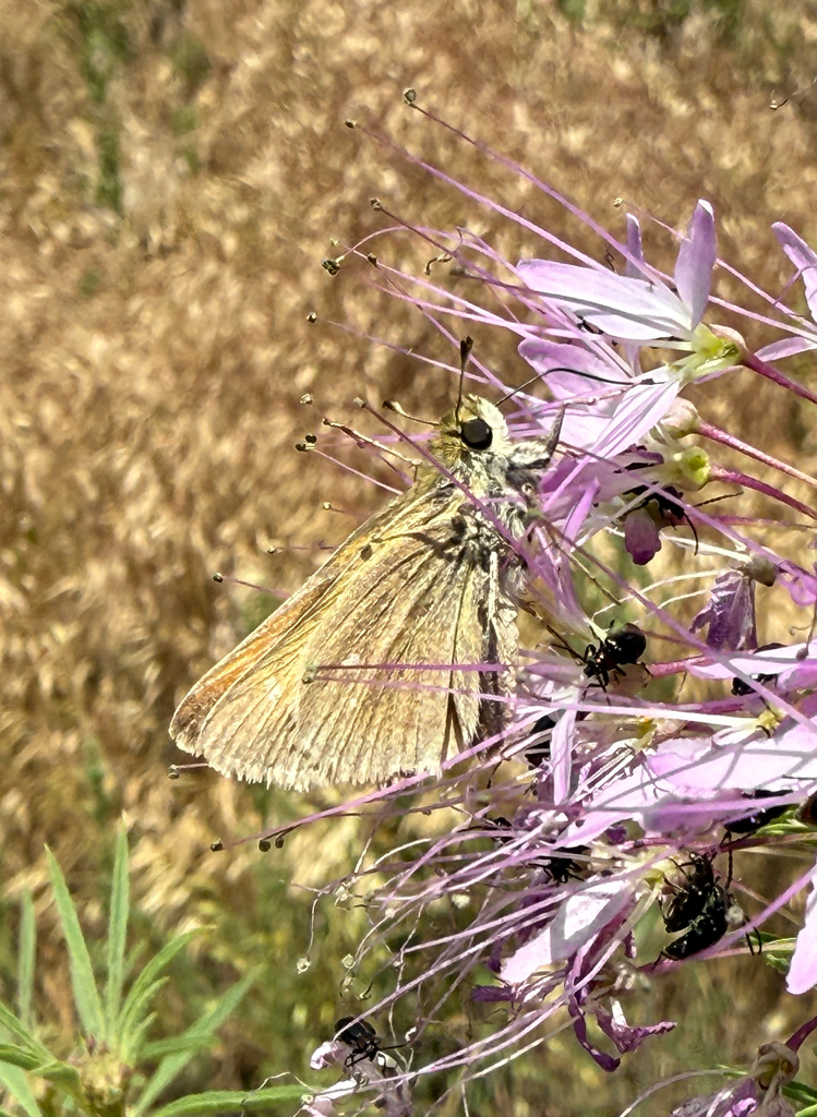 Ottoe Skipper in June 2025 by Christian Nunes · iNaturalist