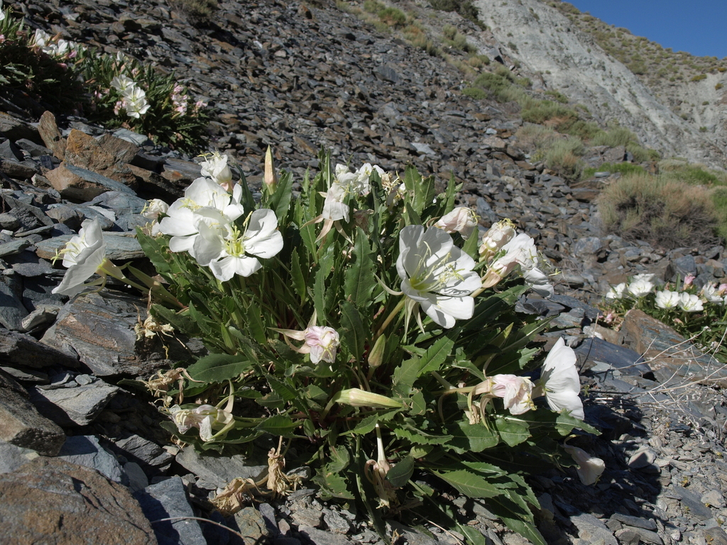 tufted evening primrose from Mono County, CA, USA on June 22, 2019 at ...