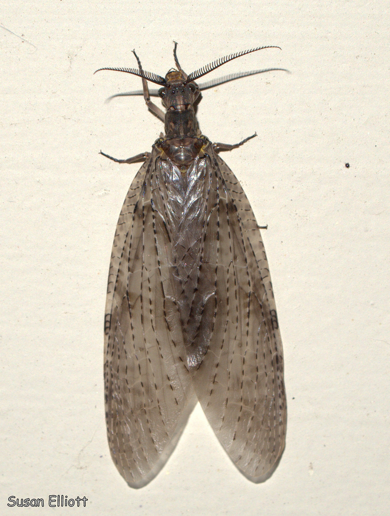 Summer Fishfly (Seney and the Surrounding Areas Pollinators) · iNaturalist