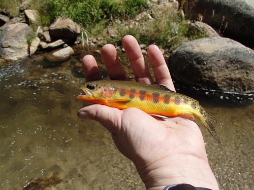 Golden Trout (Fish of Alberta) · iNaturalist