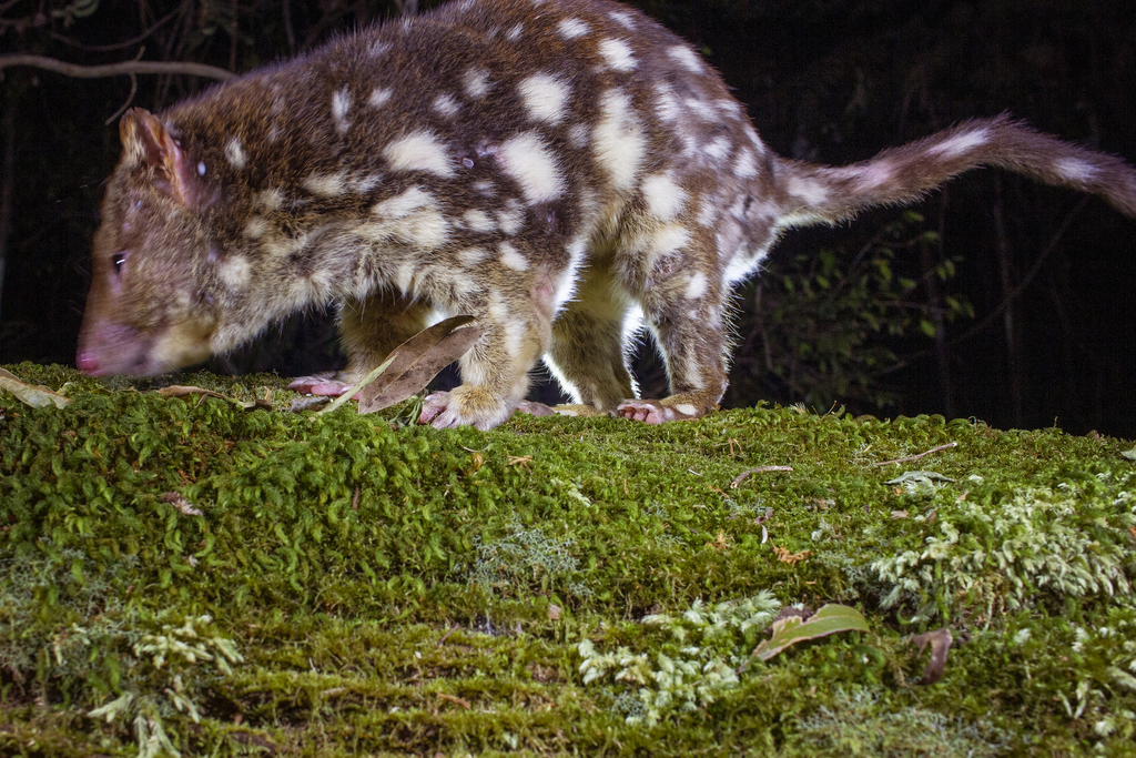Spotted-tailed Quoll (Dasyurus maculatus) - Know Your Mammals