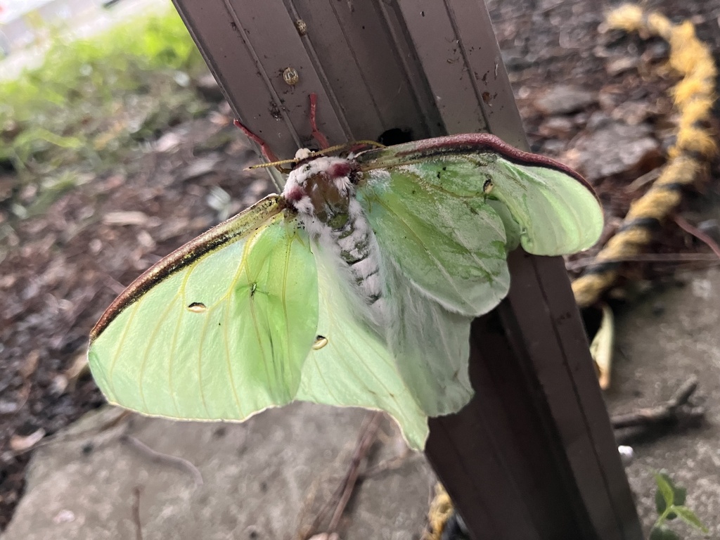 Actias aliena aliena in May 2025 by Banana Namekuji · iNaturalist