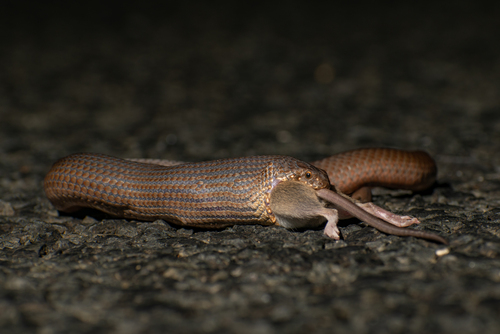 Bardick (Echiopsis curta) - Snakes and Lizards