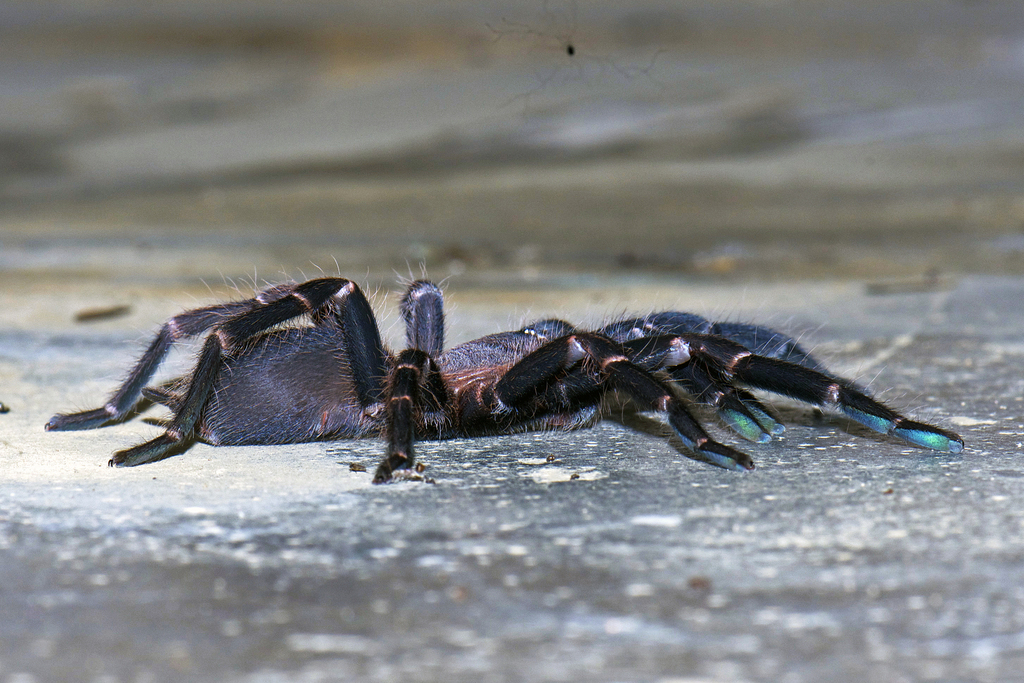 Chilobrachys stridulans from Makunda Christian Hospital on October 6 ...