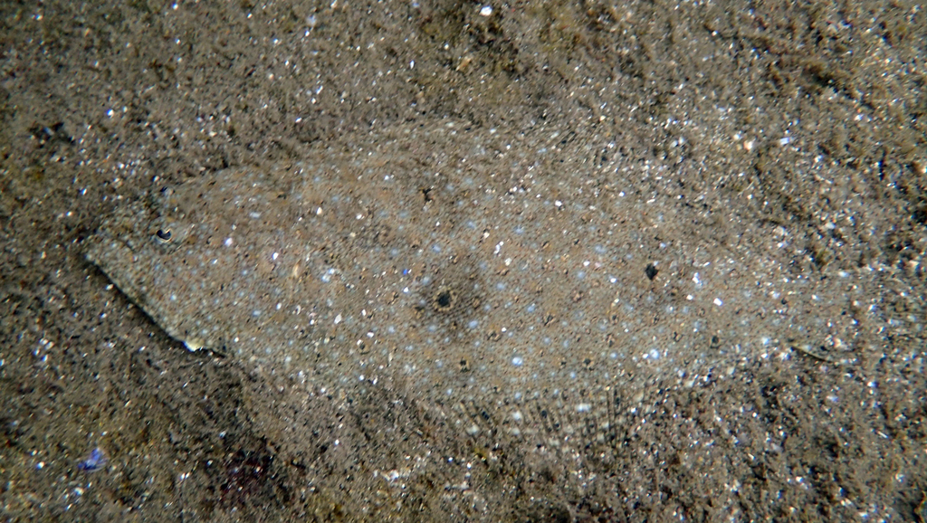 Olive Flounder (Paralichthys olivaceus) - Marine Life Identification