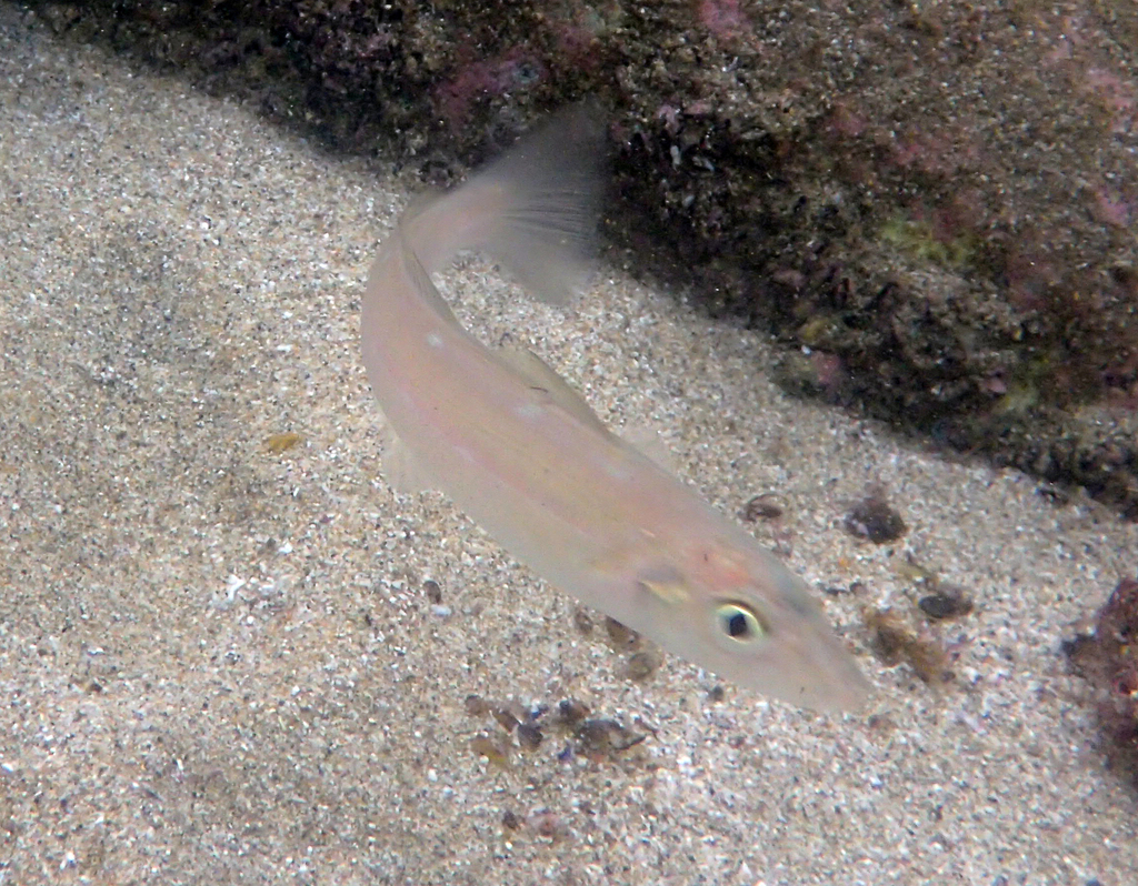 Japanese Whiting (Sillago japonica) - Marine Life Identification