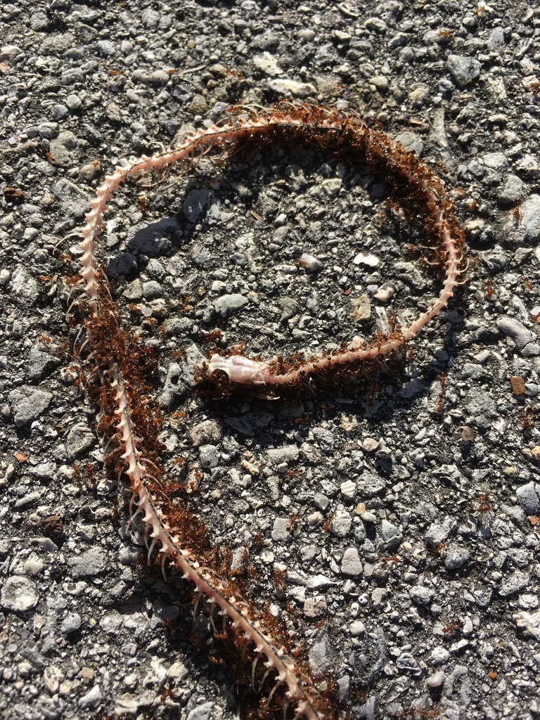 Snakes from New Bern, NC, USA on September 24, 2016 at 09:24 AM by ...