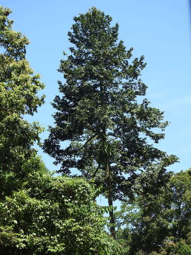 Polyalthia simiarum · iNaturalist