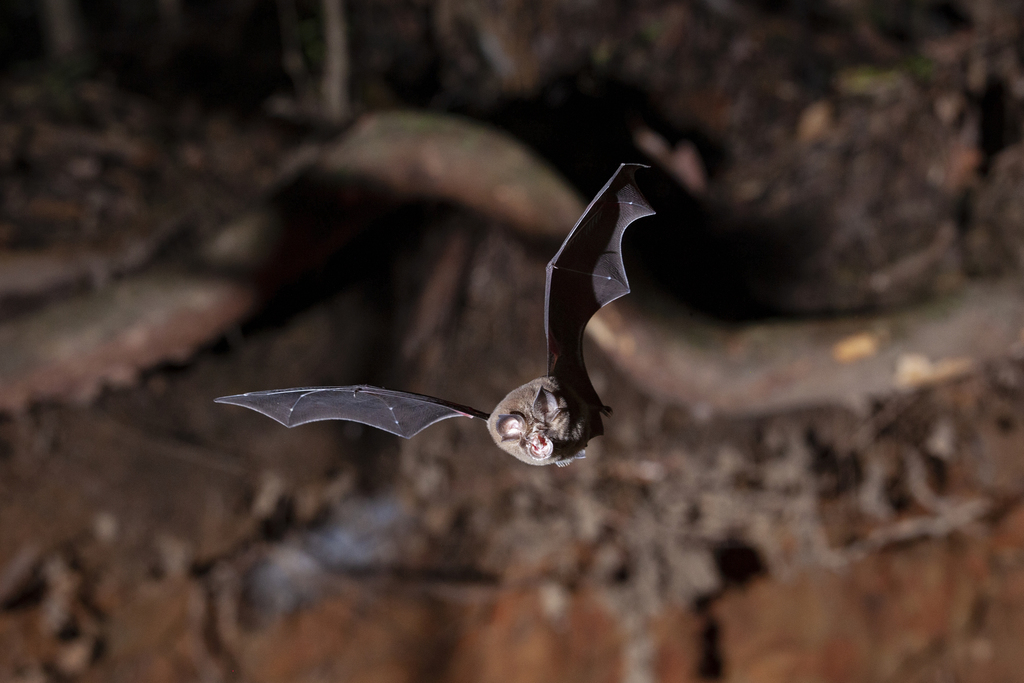 Eastern Horseshoe Bat (Rhinolophus megaphyllus) - Know Your Mammals