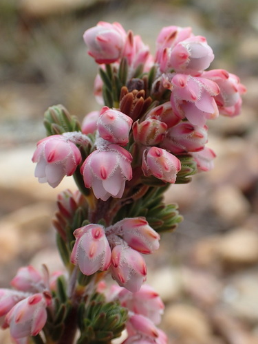 Goat Heath (Variety Erica goatcheriana goatcheriana) · iNaturalist