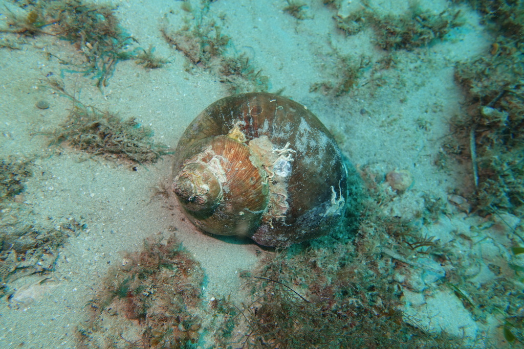 Turbo jourdani from South Australia, Australia on March 21, 2019 at 01: ...