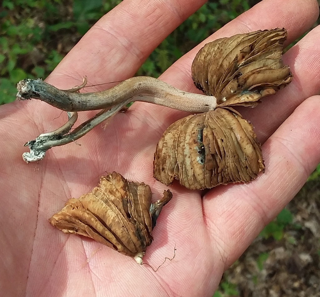 Inocybe insignis from Pike County, MO, USA on September 24, 2019 at 01: ...