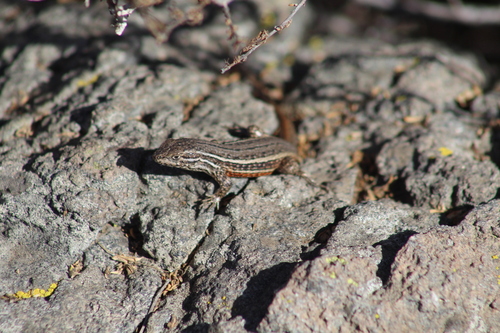 Dusky Smooth-throated Lizard (Liolaemus fuscus) - Snakes and Lizards