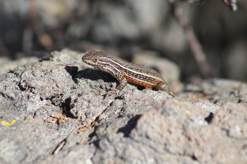 Dusky Smooth-throated Lizard (Liolaemus fuscus) - Snakes and Lizards