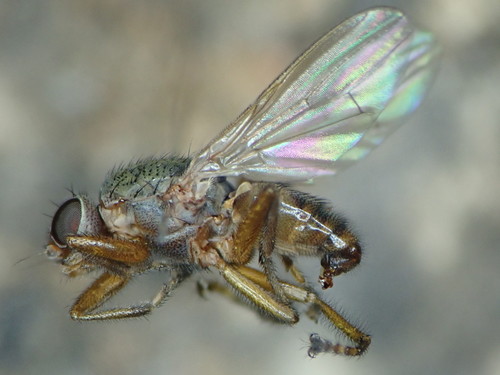 Genus Malacomyia · iNaturalist