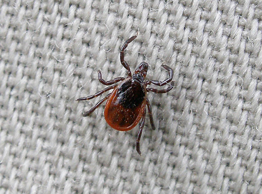 Eastern Black-legged Tick from Barnes Island, Harpswell, ME, USA on ...