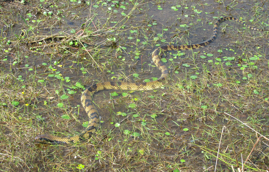 False Water Cobra from Barba Azul Nature Reserve, Yacuma, Bolivia on ...