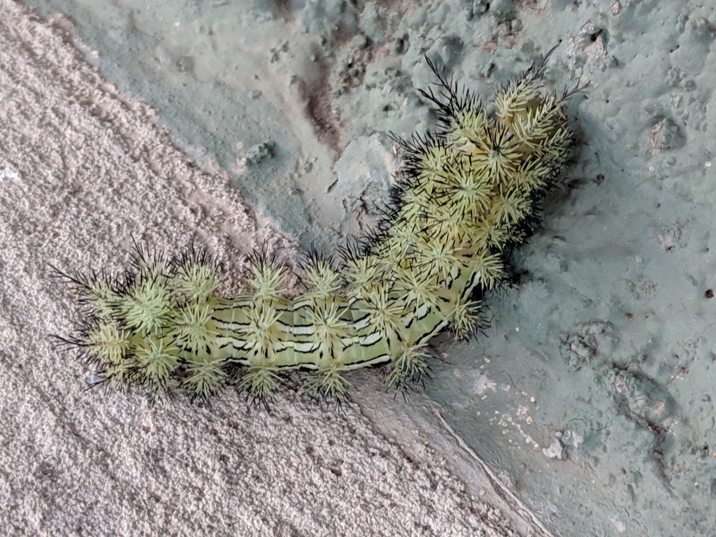 Cecrops Eyed Silkmoth from Pinetop, Pinetop-Lakeside, AZ 85935, USA on ...