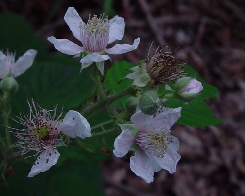 cuspidate-leaved bramble (Rubus calvatus) · iNaturalist United Kingdom