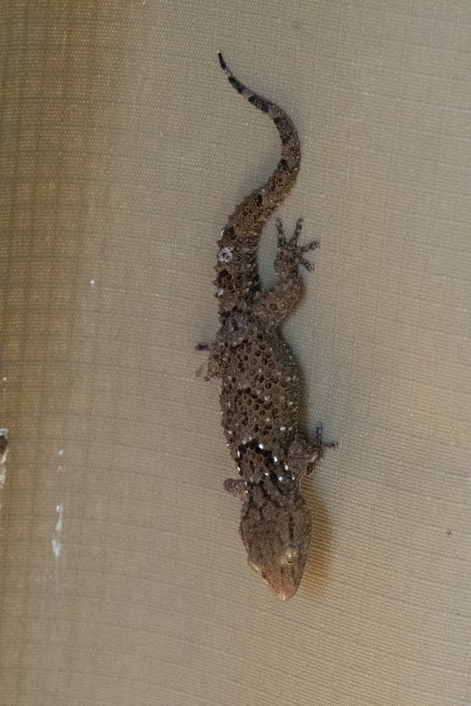 Comb-toed Geckos from D2512, Namibia on April 28, 2019 at 05:23 PM by ...