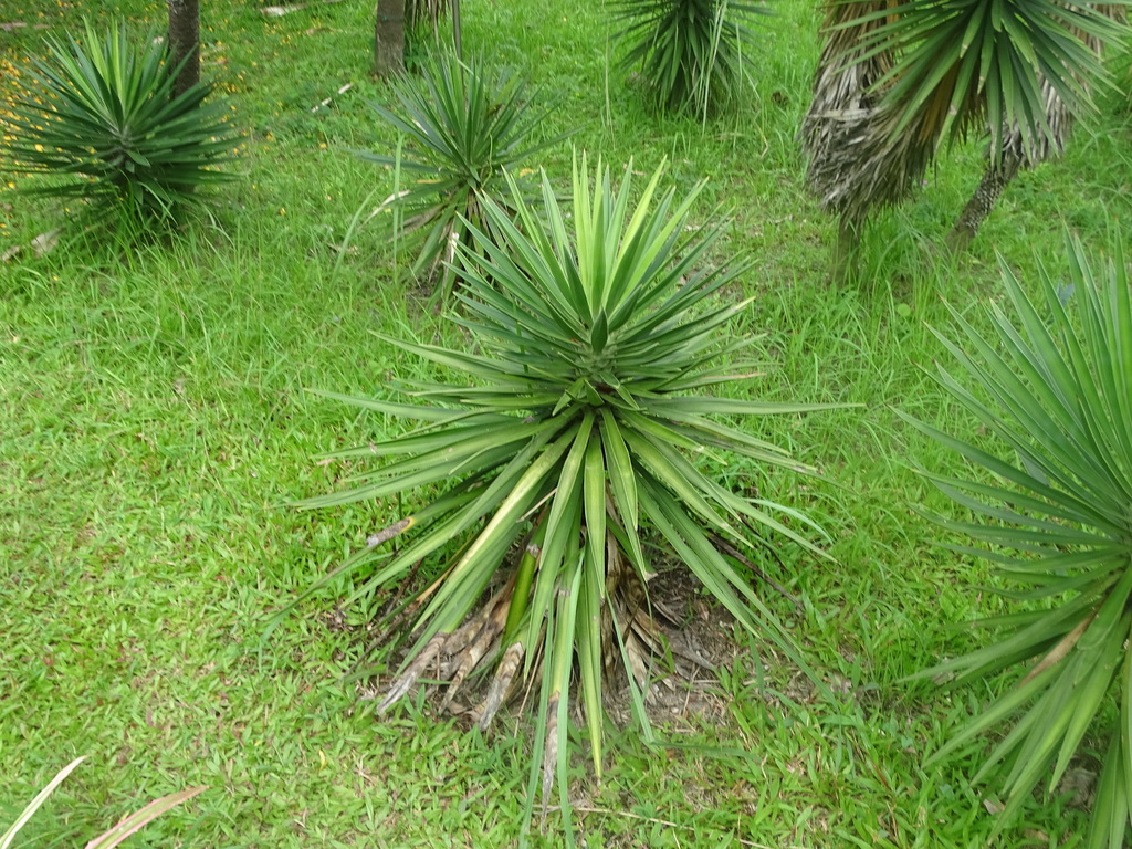 Aloe Yucca from No. 53, Nanhai Rd, Zhongzheng District, Taipei City ...