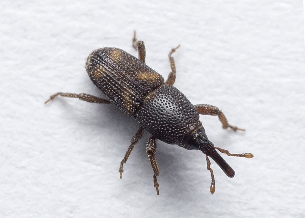 Rice Weevil in September 2019 by MSone · iNaturalist