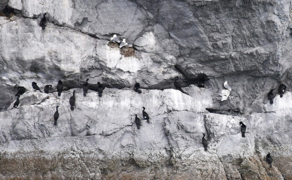 North Pacific Cormorants from Tracy Arm, Alaska, USA on June 26, 2025 ...