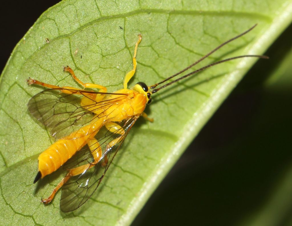 Xanthopimpla from Ngwenya; near restaurant fever tree, Mpumalanga ...