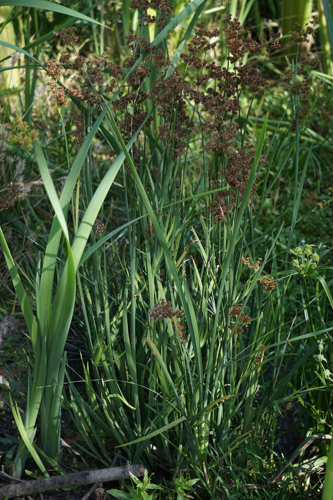 irisleaf rush (Wetland Plants - Golden Gate National Recreation Area ...
