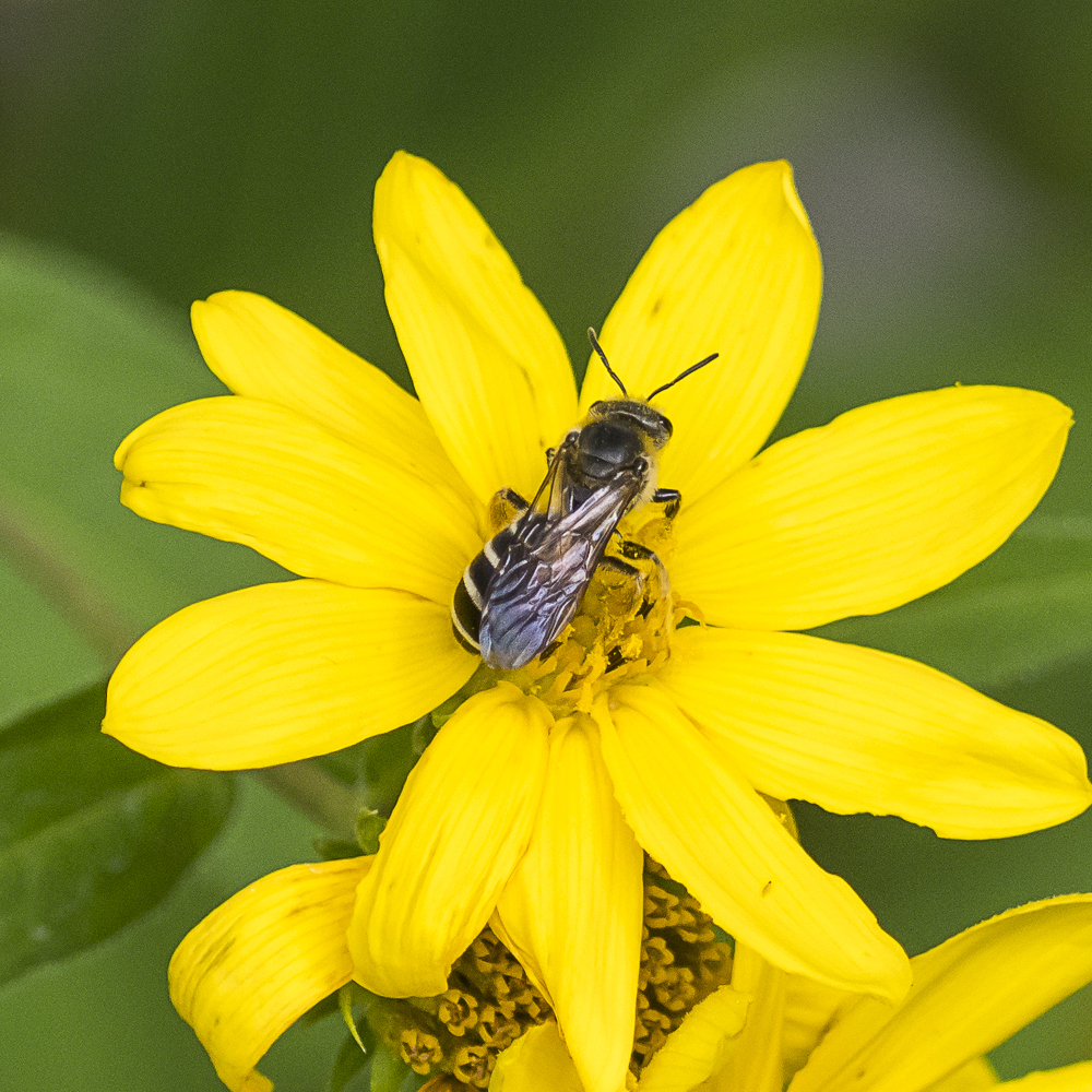 Dark-winged Sweat Bee from Kings Mountain Nat Military Park, SC, USA on ...