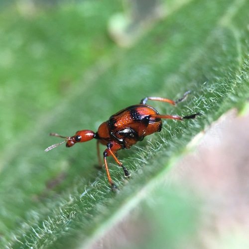 Leptapoderus pseudocrucifer · iNaturalist