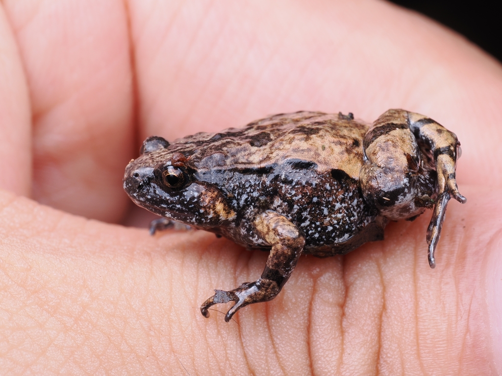 Yunnan Small Narrow-mouthed Frog from Yuxi, CN-YN, CN on July 03, 2025 ...