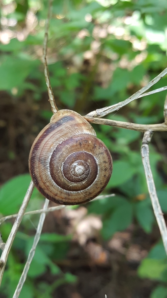 Broad-banded Forestsnail (Snails of Ontario) · iNaturalist