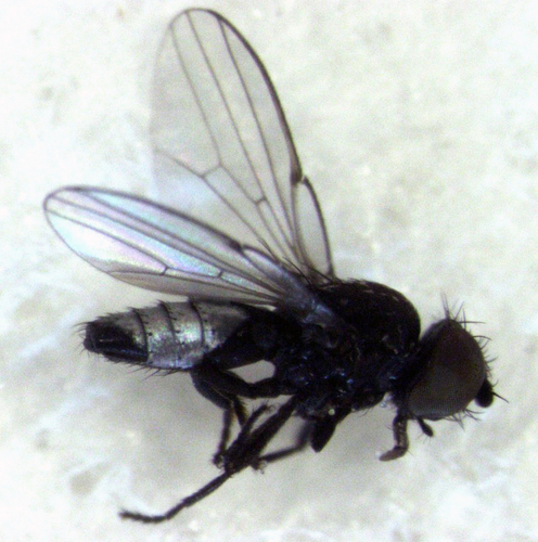 Milichiidae st · iNaturalist