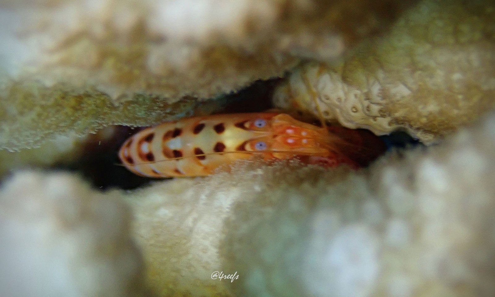 Alpheus lottini Guérin-Méneville, 1829