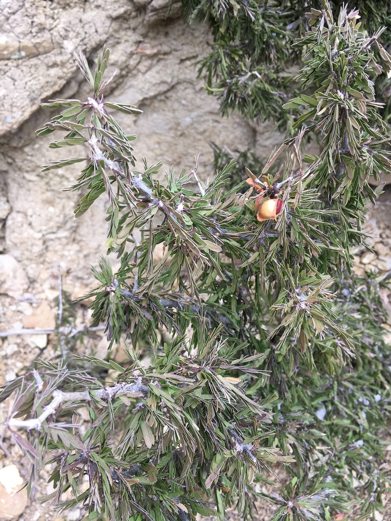 Texas lignum-vitae from Big Bend National Park, Brewster, Texas, United ...