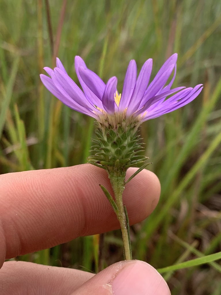 Grass-leaved prairie aster (Arkansas, Saline) · iNaturalist