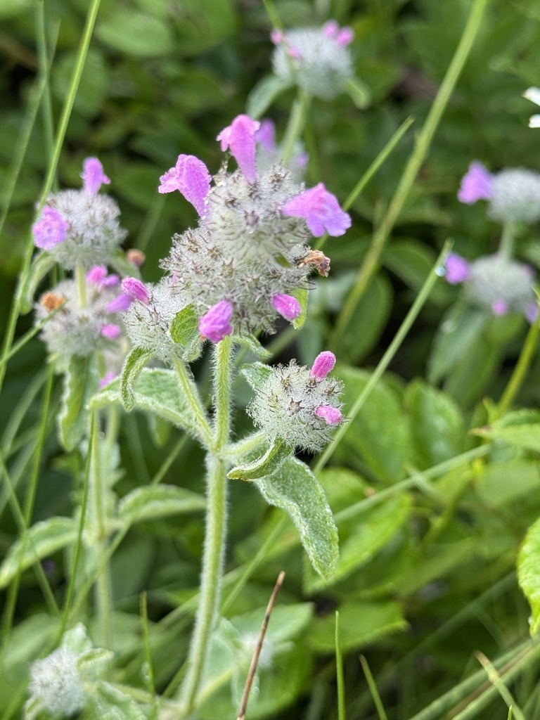 Wild Basil from Shavers Fork, Elkins, WV, US on July 3, 2025 at 06:45 ...